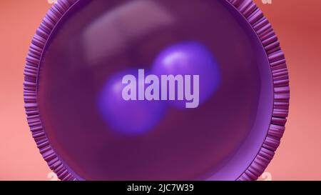 Fertilised egg cell dividing, illustration. It has divided into two ...