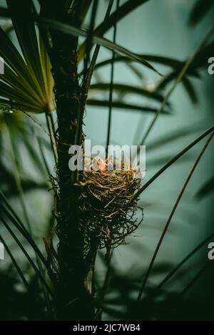 RED-VENTED BULBUL BIRD Stock Photo - Alamy