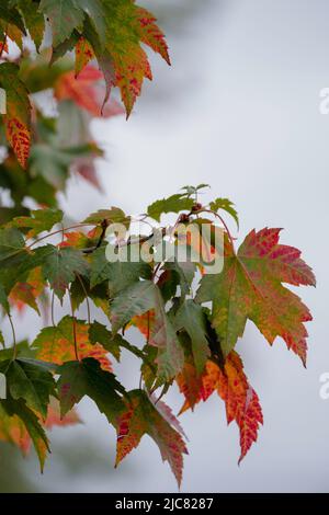 Colourfull maple tree Stock Photo - Alamy