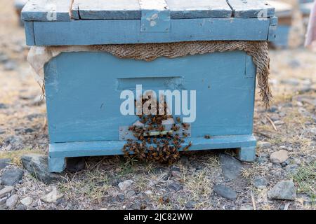 Plenty of bees at the entrance of beehive in apiary. Busy bees, close ...