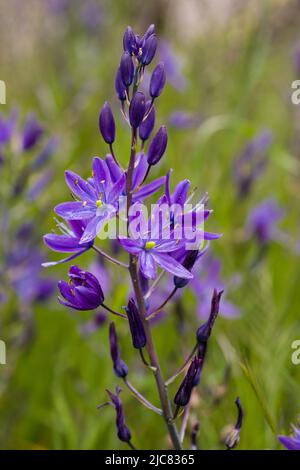 The beautiful blue flowers of Camassia leichtlinii caerulea, also known ...