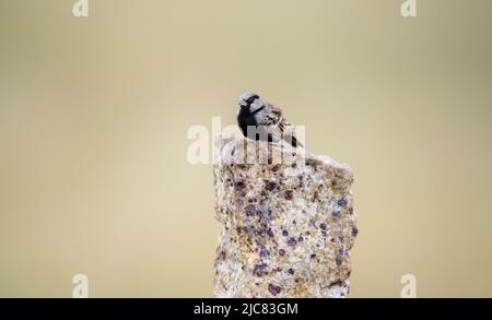 Sparrow, Koonthankulam bird sanctuary in Tamil Nadu, India. It is ...