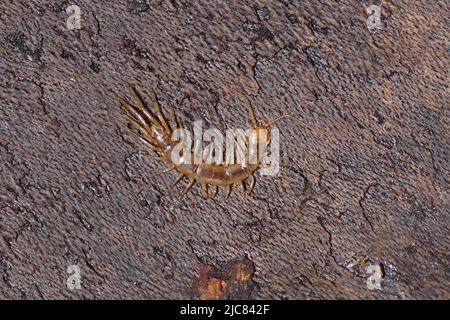 common garden centipede, brown centipede, stone centipede (Lithobius ...