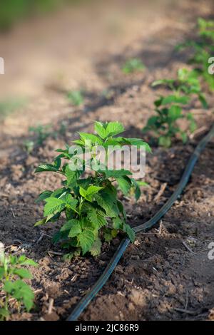 Drip irrigation of raspberry stems with a water hose. Wet soil from ...