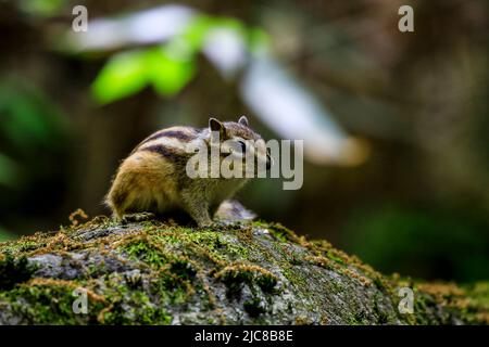 A cute squirrel shows off its tricks by jumping between tree branches ...