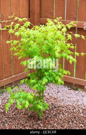 Maple tree during planting sequence in house garden Stock Photo - Alamy