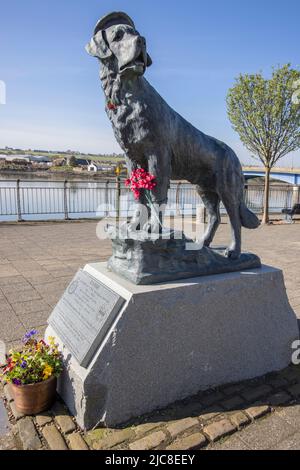 the statue of bamse outside the harbour at montrose scotland Stock ...