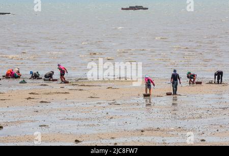 People who dig clams in the tidal flats to make money Stock Photo - Alamy