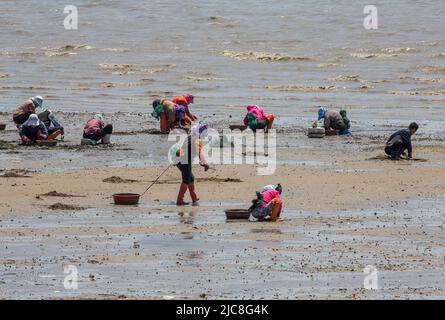 People who dig clams in the tidal flats to make money Stock Photo - Alamy