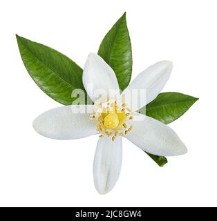 Lemon flower isolated on white background Stock Photo - Alamy