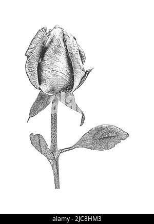 Hand draw rose flower in retro style. Distress vector illustration ...