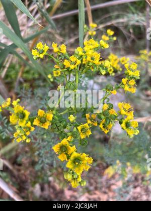 fringed rue - Ruta chalepensis - Gefranste Raute - Rue de Chalep Stock ...