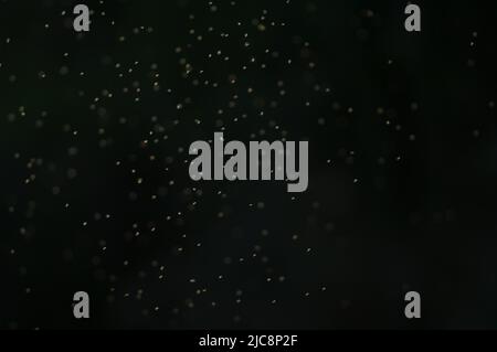 Insects flying in the Oiseaux du Djoudj National Park Stock Photo - Alamy