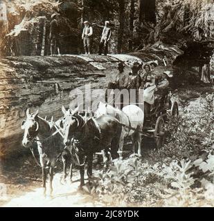 Fallen Monarch Tree in Mariposa Grove, Yosemite National Park ...
