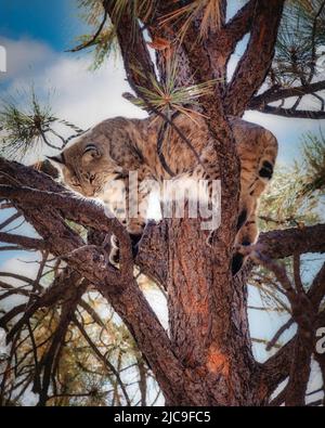 Bobcat in Arizona Stock Photo - Alamy