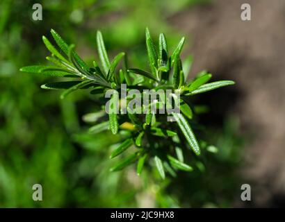 Green rosemary growing in field, closeup Stock Photo - Alamy