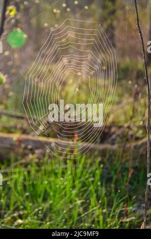A round network of cobwebs in a forest against a backdrop of forest and ...