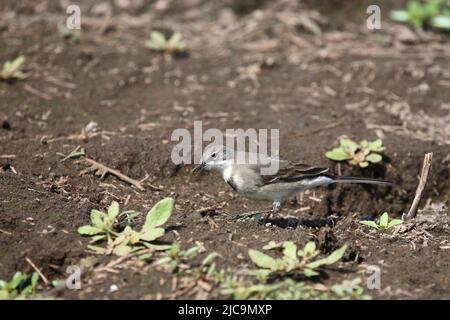 Kapstelze / Cape wagtail or Wells's wagtail / Motacilla capensis Stock ...