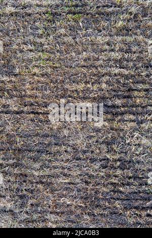 Footprints on the lawn after aeration Stock Photo - Alamy