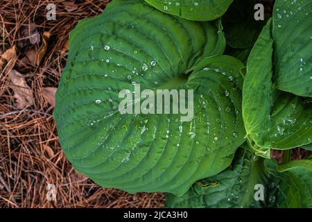 Leaves of Hosta Cultivar 'Amos' in Spring Stock Photo - Alamy