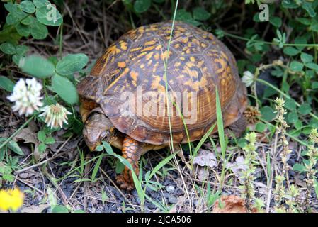 Eastern box turtle, aka land turtle, in the grass, seen in Latourette ...