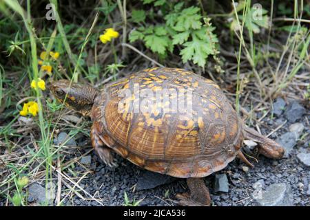 Eastern box turtle, aka land turtle, in the grass, seen in Latourette ...