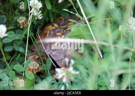Eastern box turtle, aka land turtle, in the grass, seen in Latourette ...