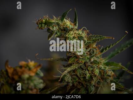 Ripened color Mazar auto variety of marijuana flower with dark red ...
