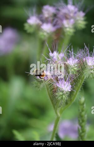 bumblebee from behind Stock Photo - Alamy