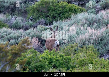 Fire roads give people a different viewpoint of Convict Lake in Mono ...