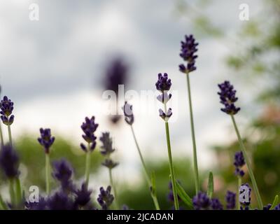Lavender close up. A highly fragrant subshrub with blue or dark blue ...