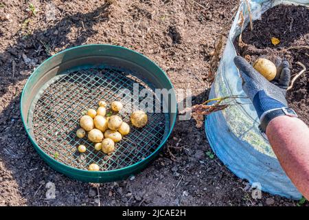 Woman harvesting an early crop of Vivaldi potatoes grown in a container ...