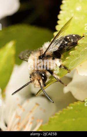 Common mourning bee (Melecta albifrons) dark form, a parasite of Hairy ...