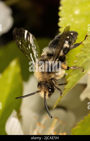 Male Common Mourning Bee on cherry blossom in Kentish garden, England ...