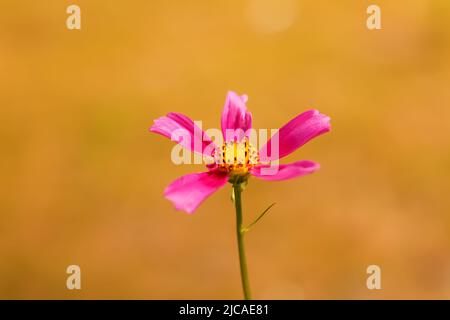 Defocus cosmos flower. A magenta cosmic flowers among the summer yellow ...
