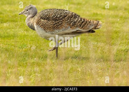 Female great bustard, the heaviest flying bird in the world, preening ...