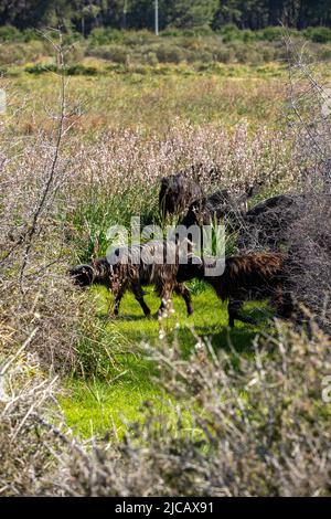 Black goats grazing in the bush and grass in Turkey Stock Photo - Alamy