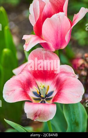Close up of colorful tulips in a field featuring various colors, and ...