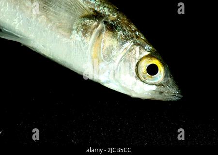 Juvenile yelloweye mullet (Aldrichetta forsteri Stock Photo - Alamy