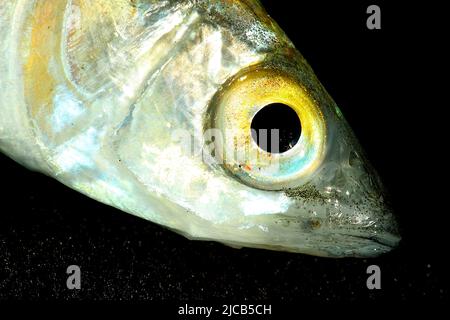 Yelloweye Mullet (Aldrichetta forsteri Stock Photo - Alamy