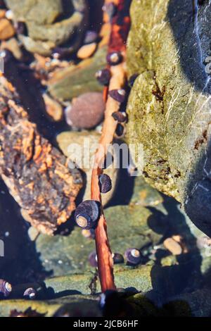 sea snails in rock pool Stock Photo - Alamy