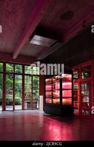 vegetable cultivation farm. cultivation of green salad Stock Photo - Alamy