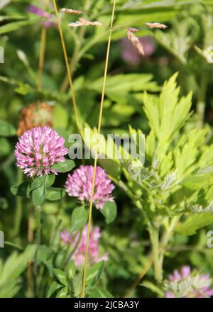 Red clover flower, scientific name Trifolium pratense, wild flowers ...