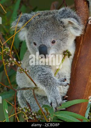 the Koala has a large round head, big furry ears and big black nose ...