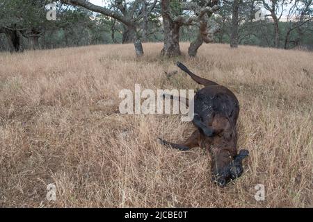 A dead cow in a oak woodland in California, USA, perhaps a result of ...