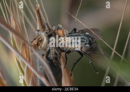 Hairy Tufted Jumping Spider (Phidippus comatus Stock Photo - Alamy
