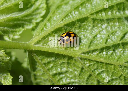 Fourteen-spot ladybird, Fourteen spotted ladybug (Propylea ...