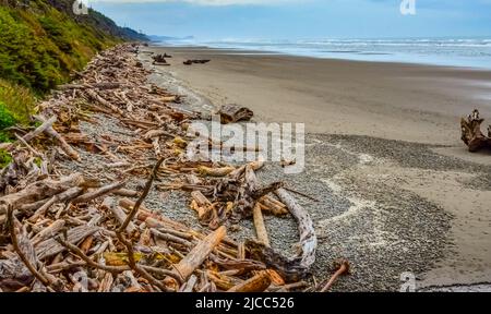 Trunks of fallen trees at low tide on the Pacific Ocean in Olympic ...