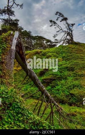 Old conifers fall from the edge of a cliff into the Pacific Ocean in ...