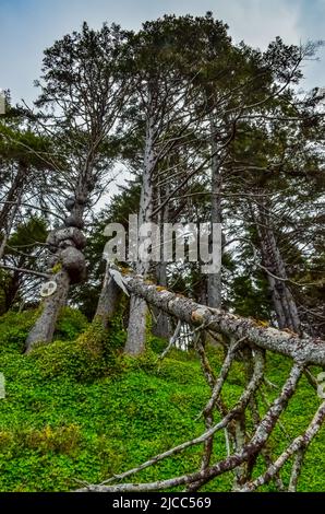 Old conifers fall from the edge of a cliff into the Pacific Ocean in ...
